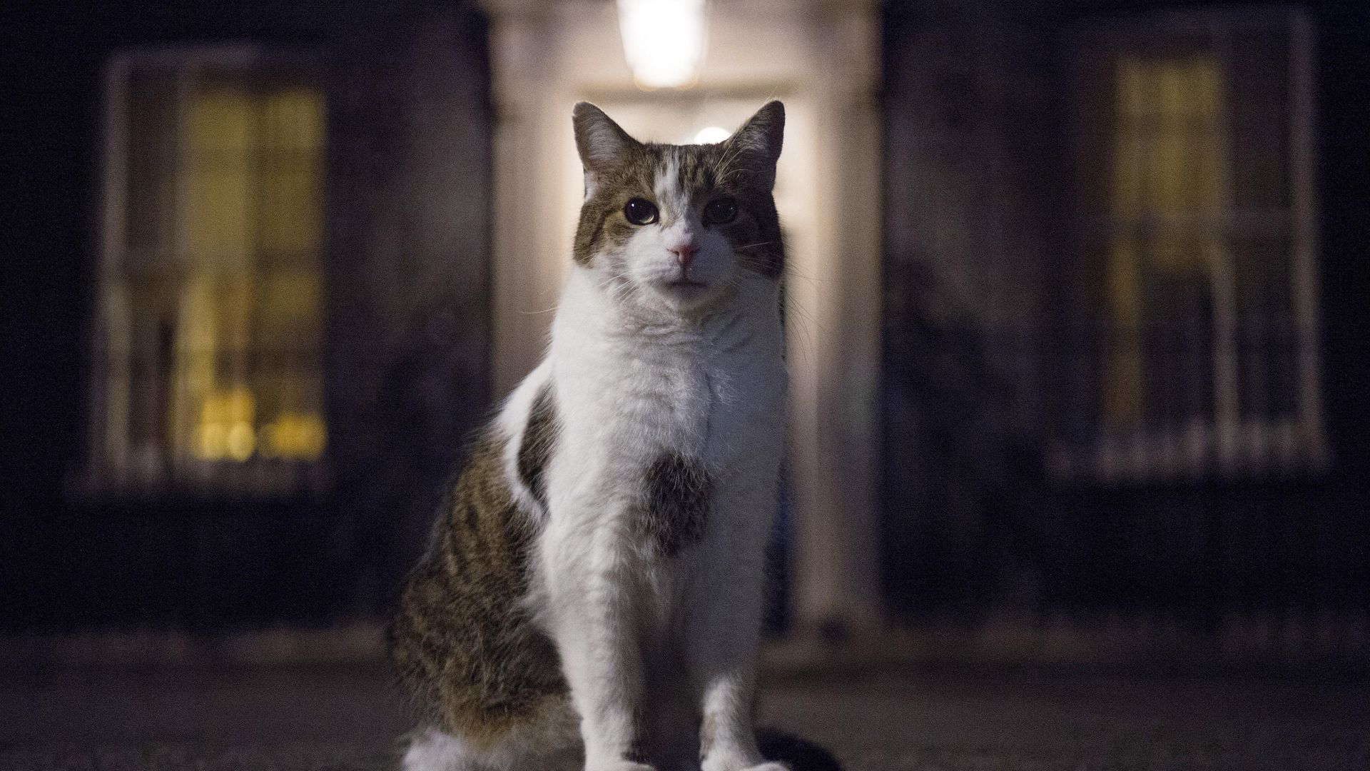 Larry the Cat: The Purr-fect Politician at 10 Downing Street – Playful Meow